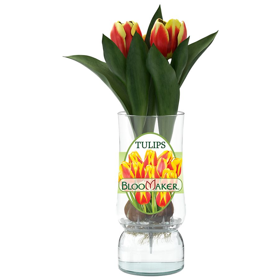 Bloomaker Tulips in Glass | Walgreens