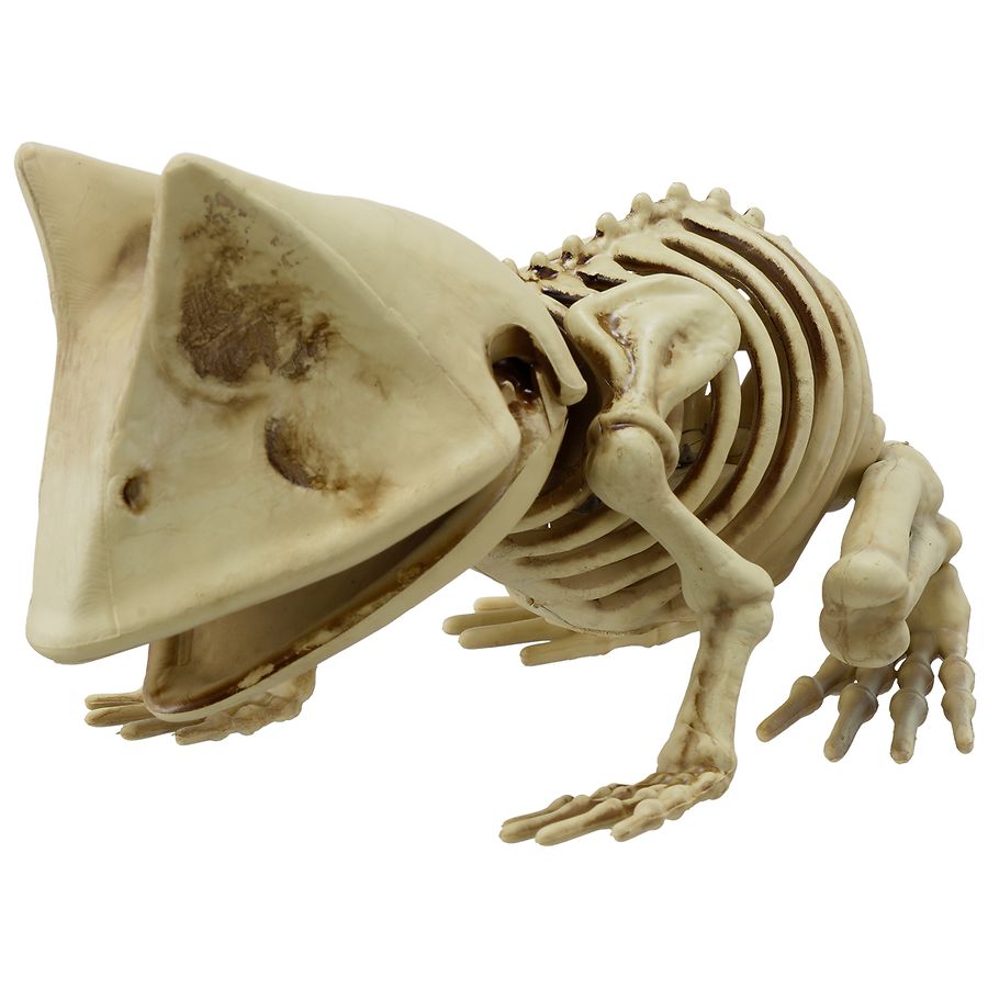Frog Skeletal System Skull