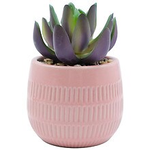 Festive Voice Pot Succulent | Walgreens