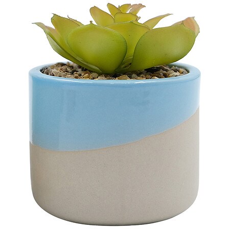 UPC 195602051816 - Festive Voice Pot Succulent - 1.0 ea | upcitemdb.com