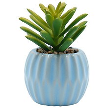 Festive Voice Pot Succulent | Walgreens