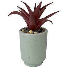 Festive Voice Pot Succulent | Walgreens