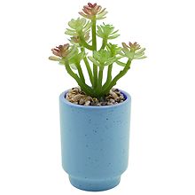 Festive Voice Pot Succulent | Walgreens