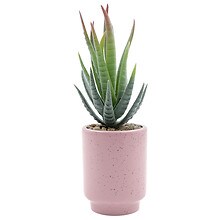 Festive Voice Pot Succulent | Walgreens