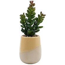 Festive Voice Pot Succulent | Walgreens