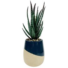 Festive Voice Pot Succulent | Walgreens