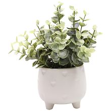 Season of Love Mini Greenery Plant | Walgreens