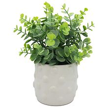 Festive Voice Bubble Plant, White | Walgreens