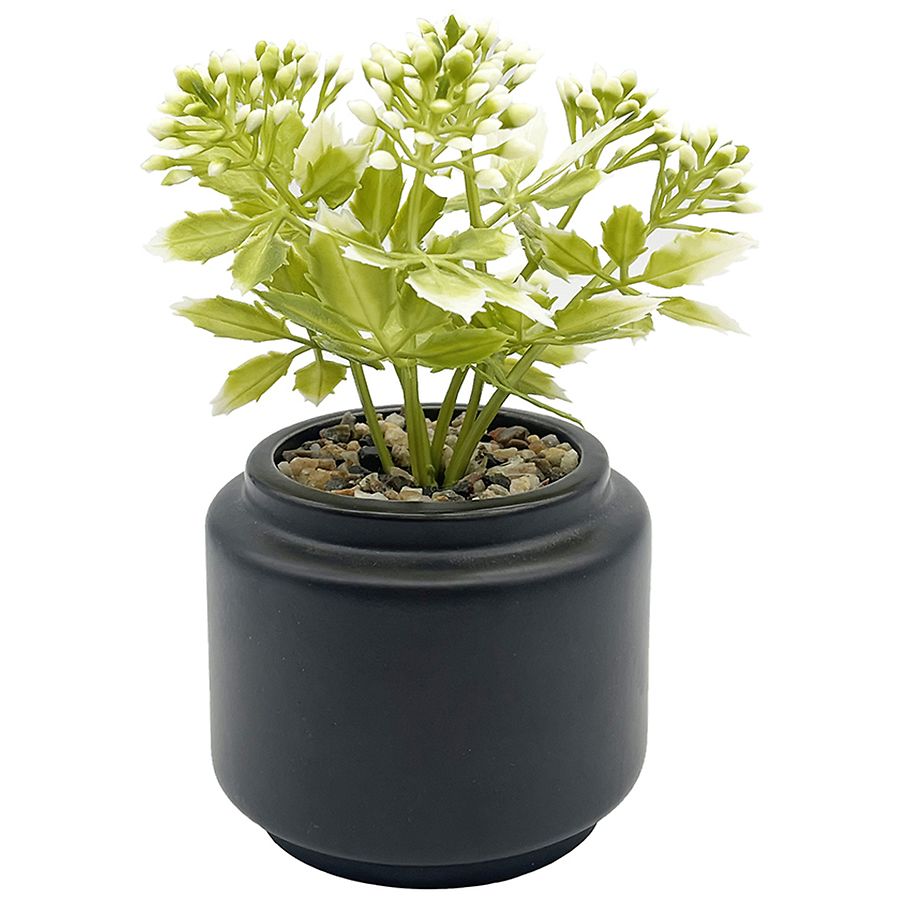 Festive Voice Speckle Pot Succulent, Black | Walgreens
